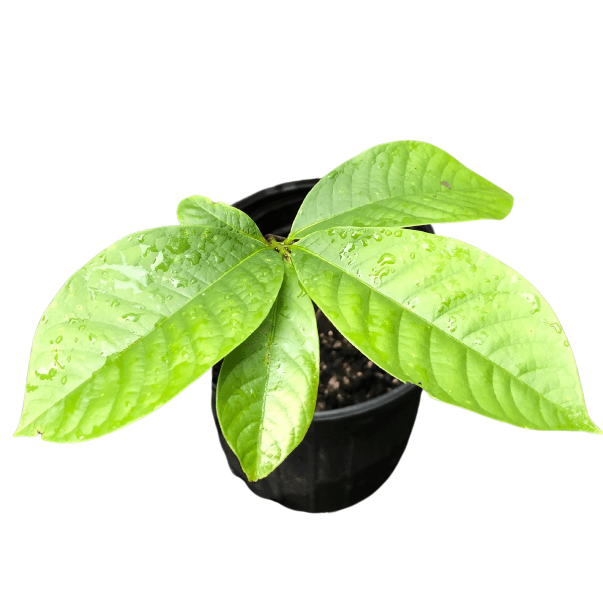 Pawpaw (Asimina triloba) Tree Seedling by Smoke Camp Crafts - Native ...