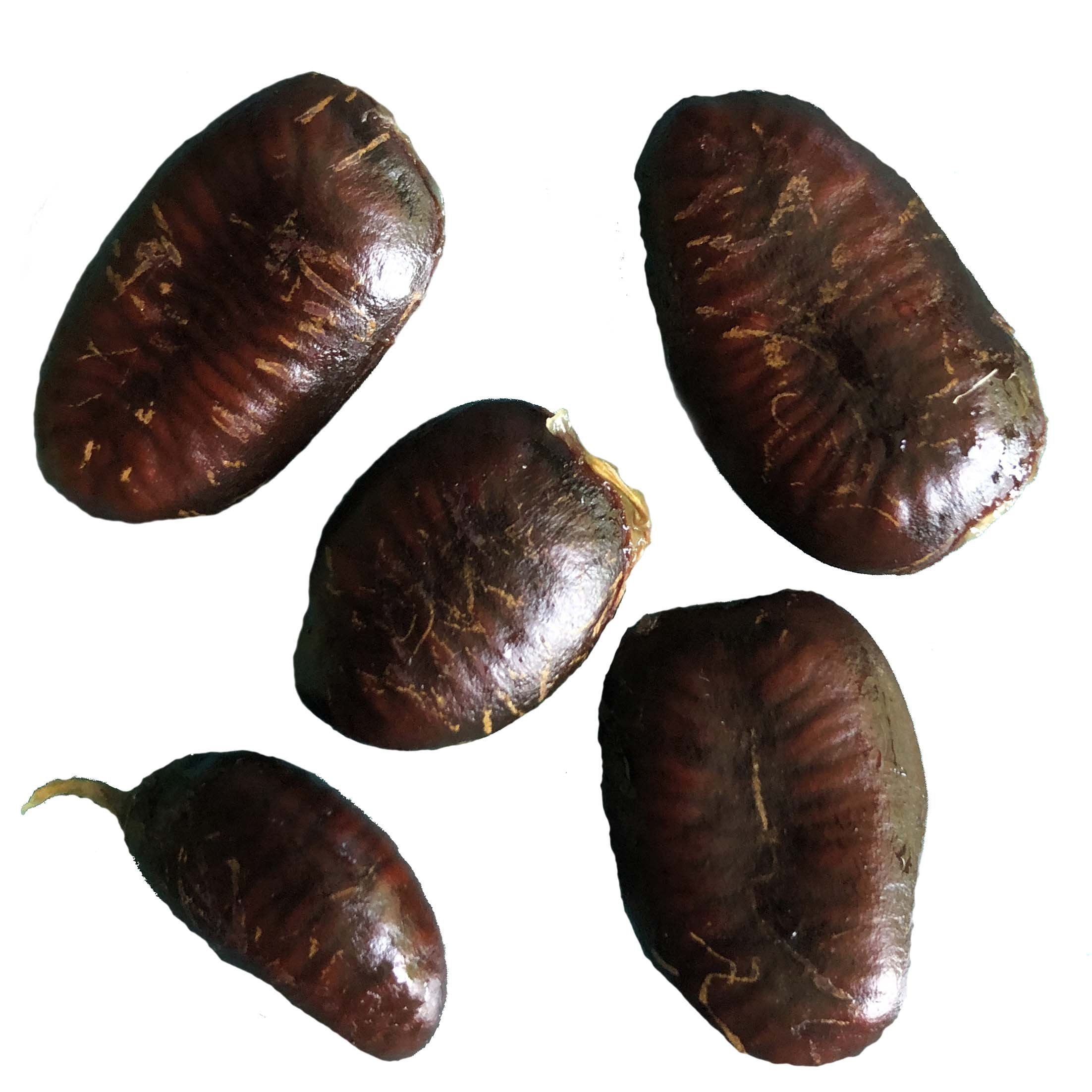 Pawpaw Seeds (Asimina triloba) 5 Seeds (10 grams) by Smoke Camp Crafts ...