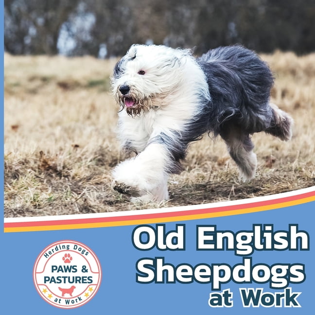Paws and Pastures: Herding Dogs at Work Old English Sheepdogs at Work ...