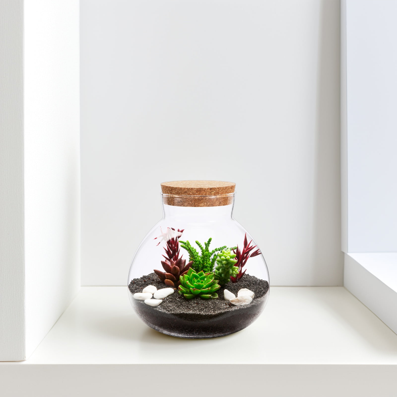 Pawsdot Mini Ecosystem Jar for Plant Lovers Round Glass Planter 1Pack ...