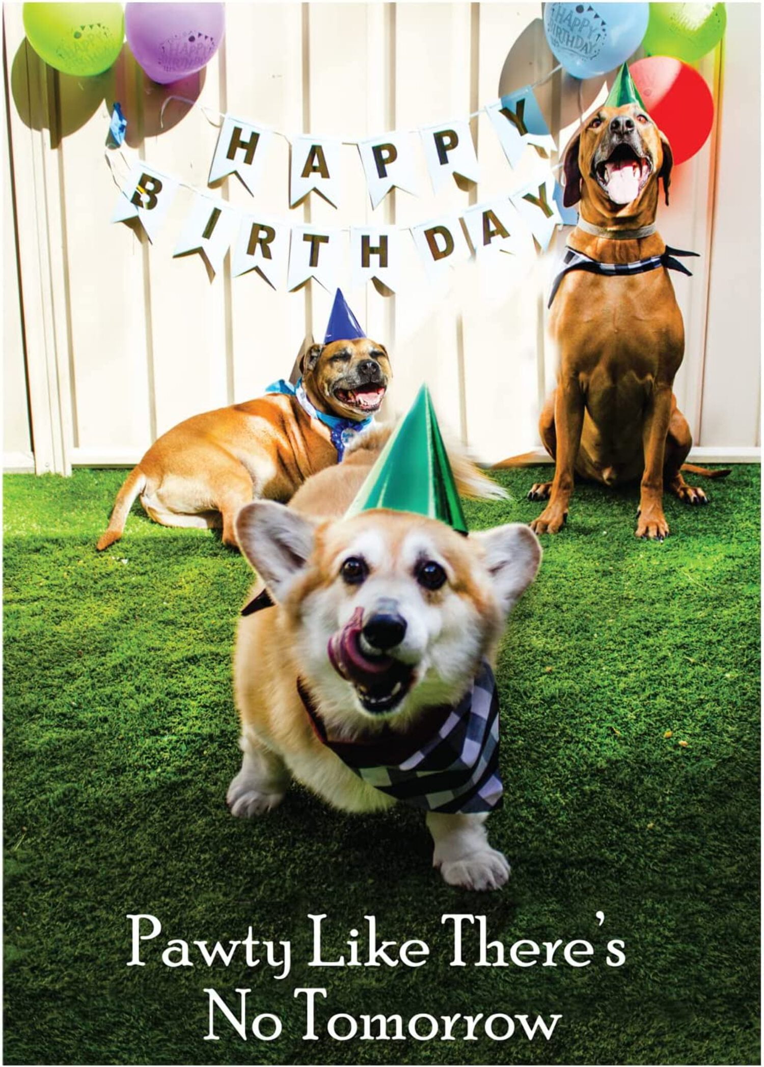 Pawty Like There's No Tomorrow Birthday Greeting Card - Walmart.com