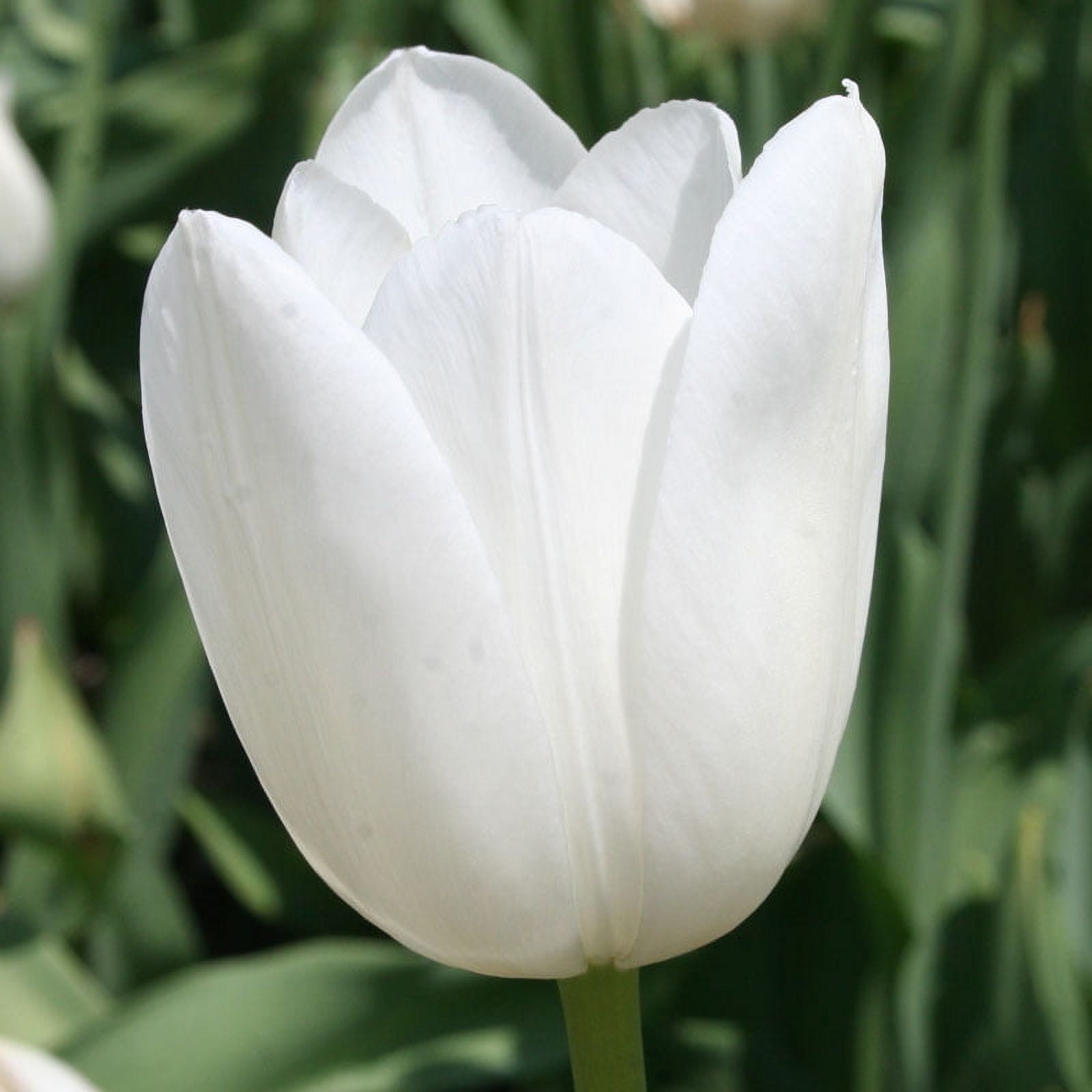 Pays Bas Tulip Flower Bulb Value Bag - 35 Bulbs per Pack - Good as Cut ...