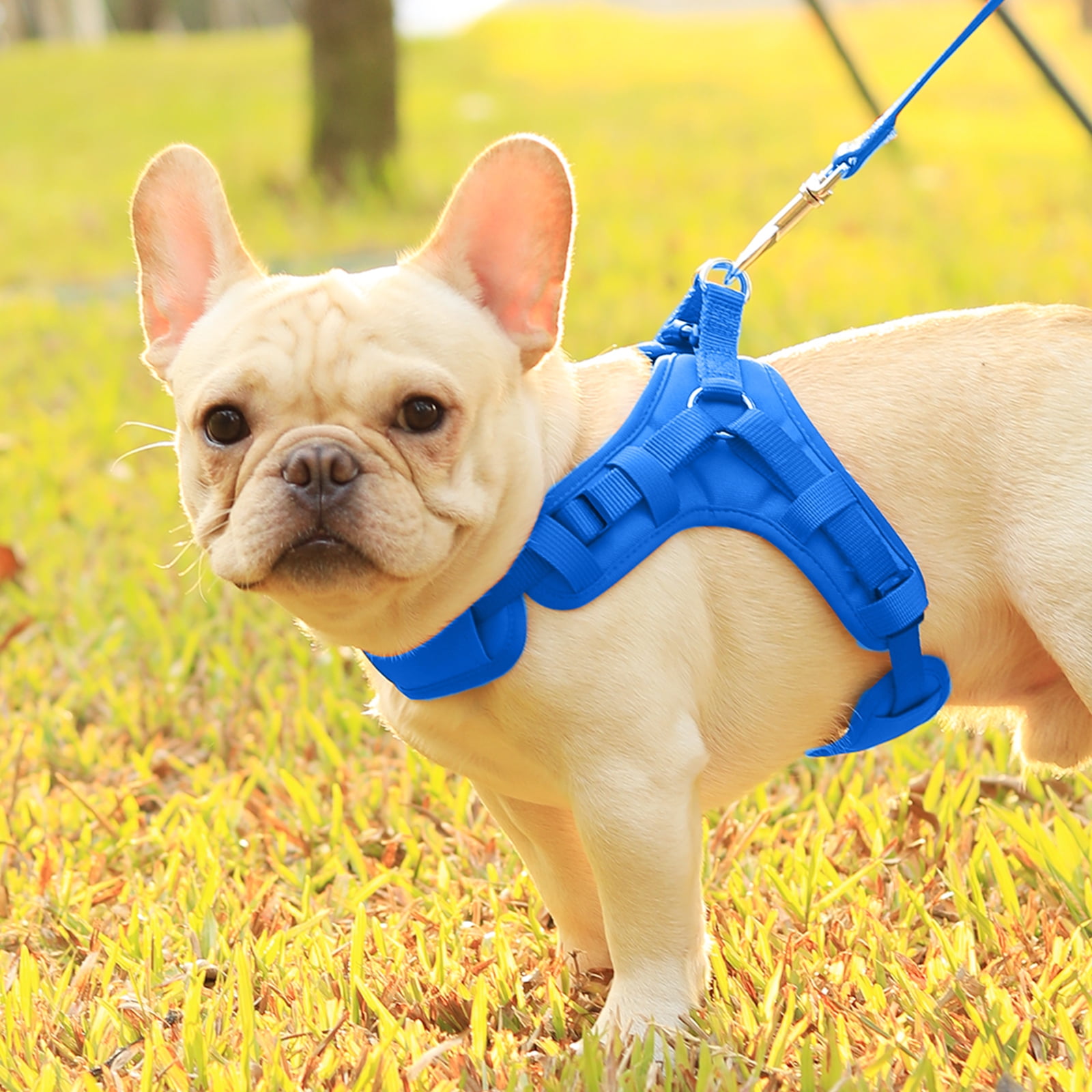 PcEoTllar No Pull Dog Harness for Small Dogs, Mesh Breathable Padded ...