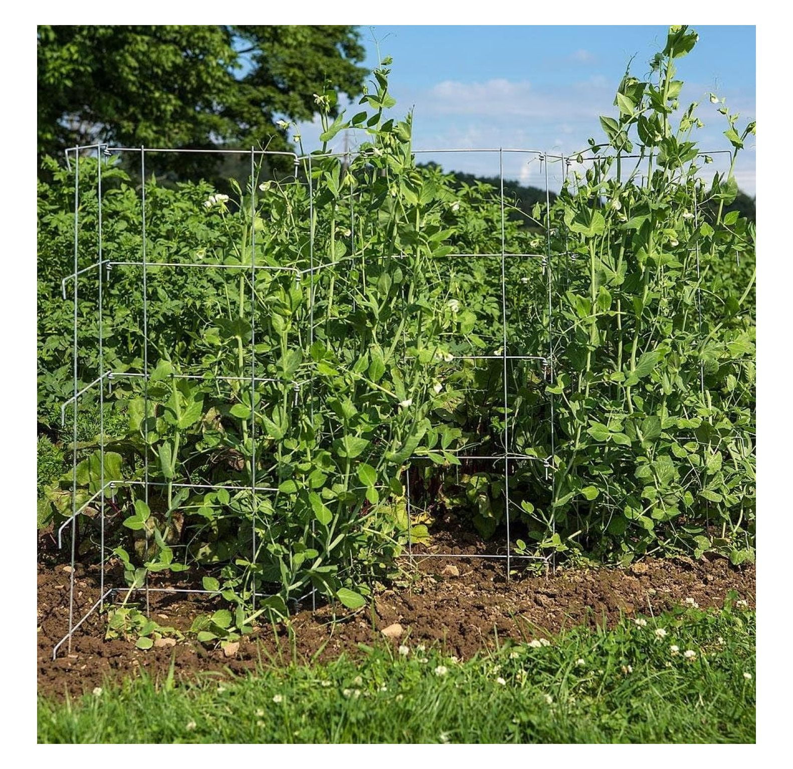 Pea Fence Straw Bale Garden Expandable Galvanized Steel 40-80 inch High ...
