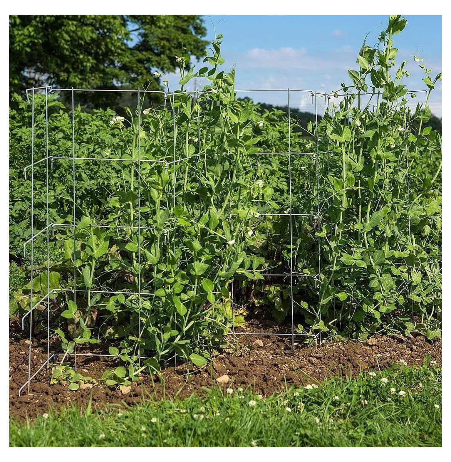Pea Fence Straw Bale Garden Expandable Galvanized Steel 40-80 inch High ...