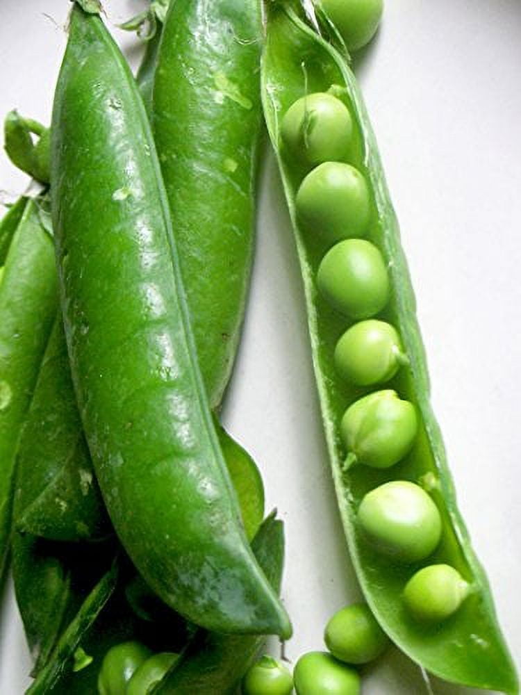 Pea Little Marvel Great Heirloom Vegetable By Seed Kingdom 900 Seeds ...