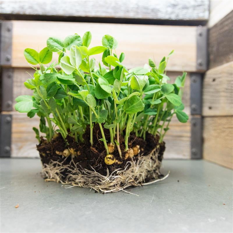 Pea Microgreens Seeds - 4 Oz (~720 seeds) - Non-GMO, High Germination ...