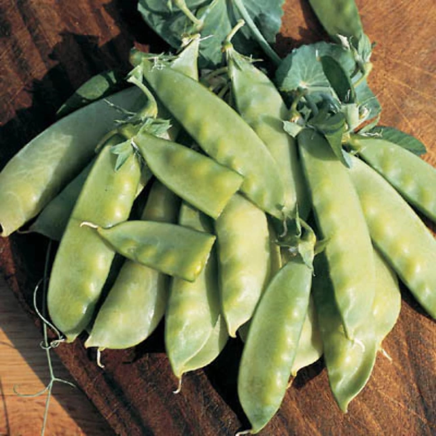 Pea Oregon Sugar Pod 2 Seed, Untreated, 100 Seeds - Walmart.com
