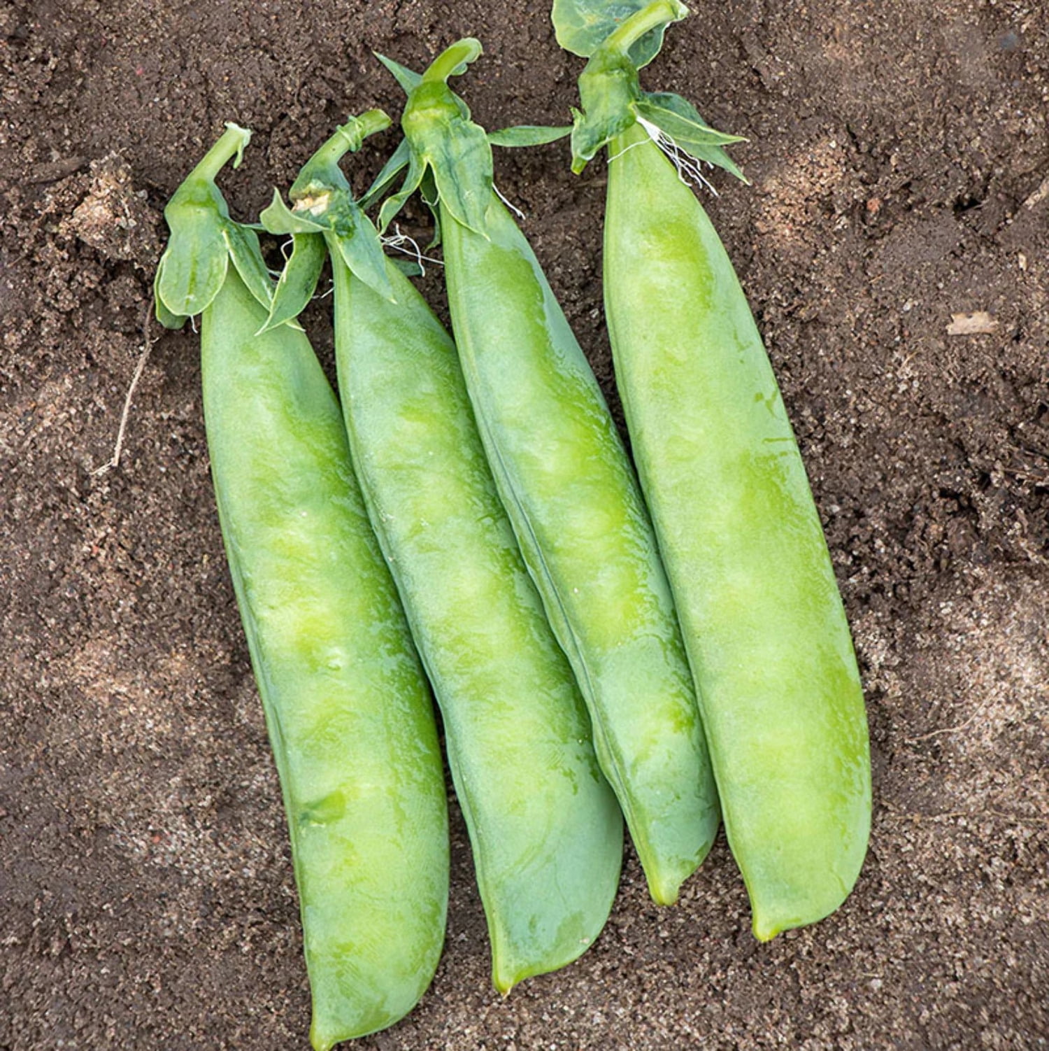 Pea PLS 534 Seed - Walmart.com