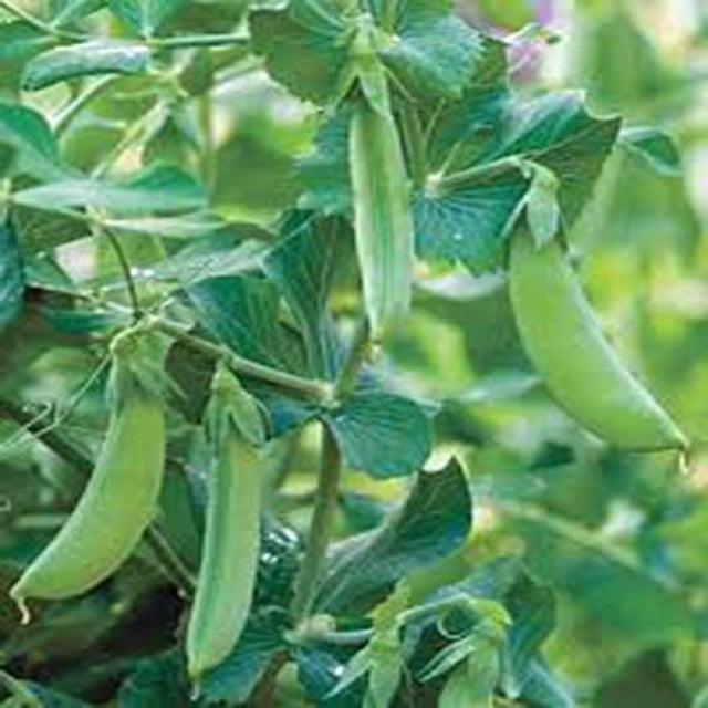 Pea Seed, Early Alaska, Heirloom, Non GMO, 100 Seeds, Great Peas ...