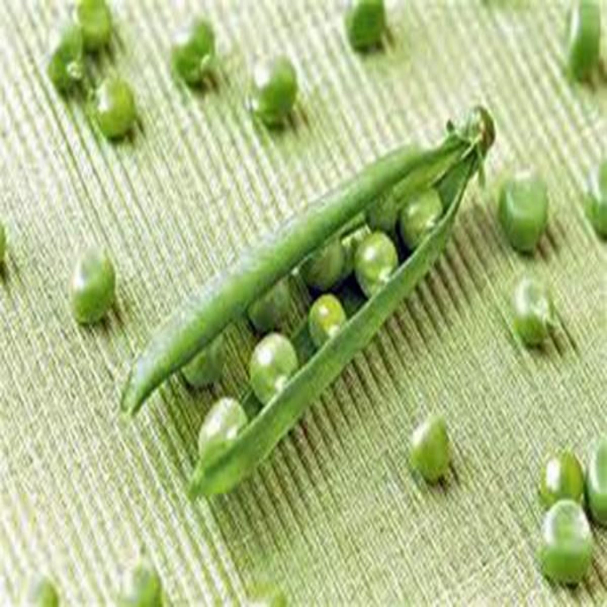 Pea Seed, Lincoln Peas, Heirloom, Non GMO, 200 Seeds, Perfect Peas ...