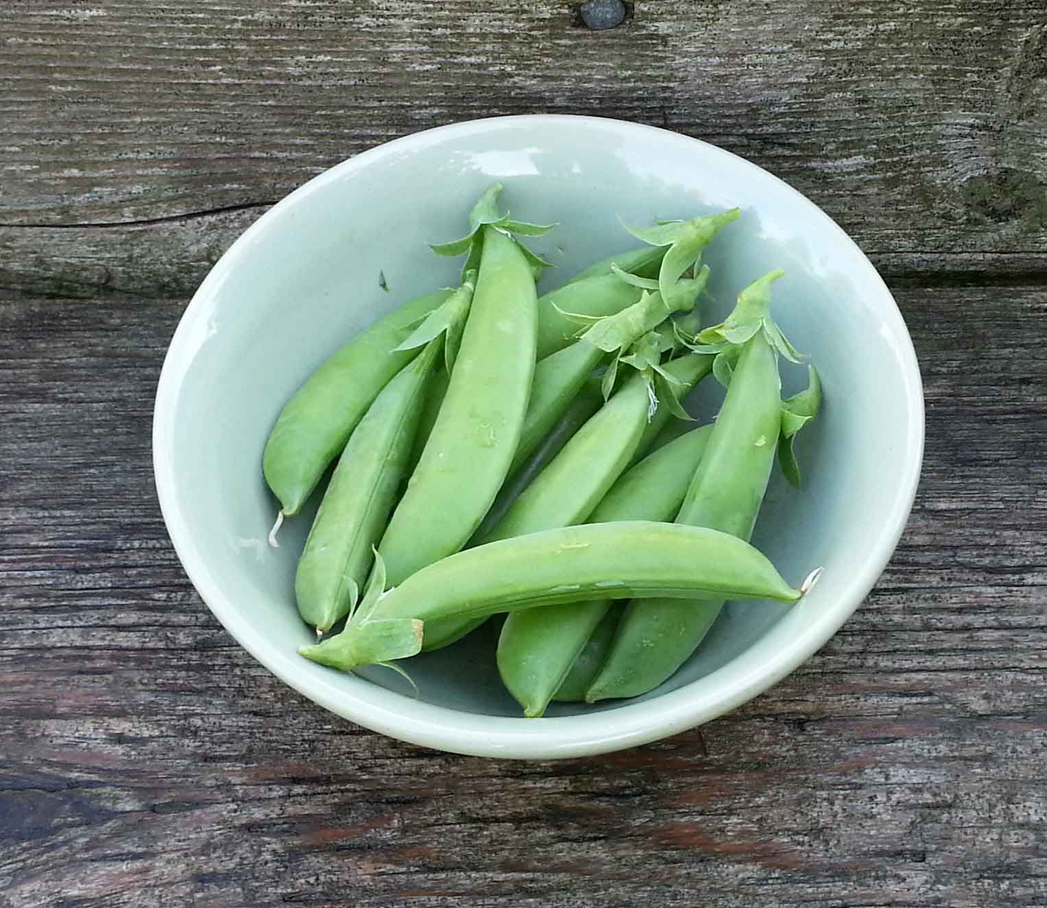 Pea Seed, Sugar Snap Pea, Heirloom, Non GMO, 100 Seeds, Perfect Peas ...