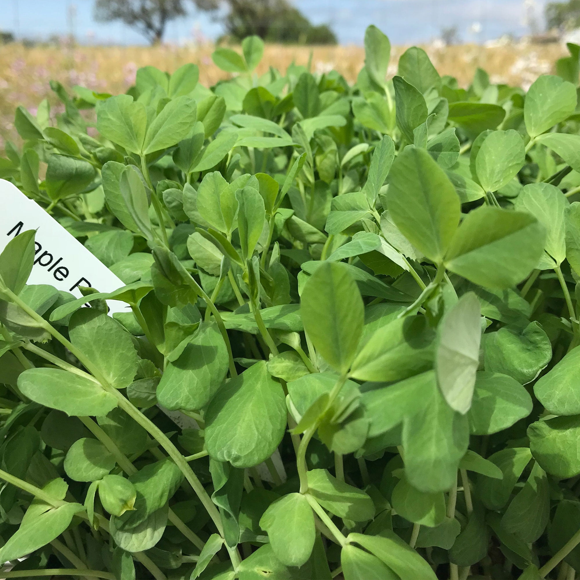 Pea Seeds - Maple - 25 Lb Bulk ~40000 Seeds - Non-GMO, Heirloom ...