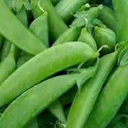 Gourd Seeds - Bonanza - 3 g Packet ~15 Seeds - Non-GMO, Heirloom ...