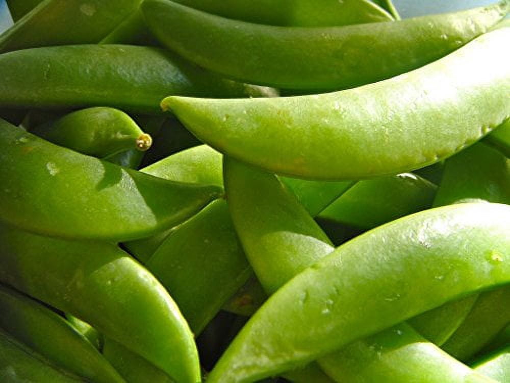 Pea Wando Great Heirloom Vegetable By Seed Kingdom 50 Seeds - Walmart.com
