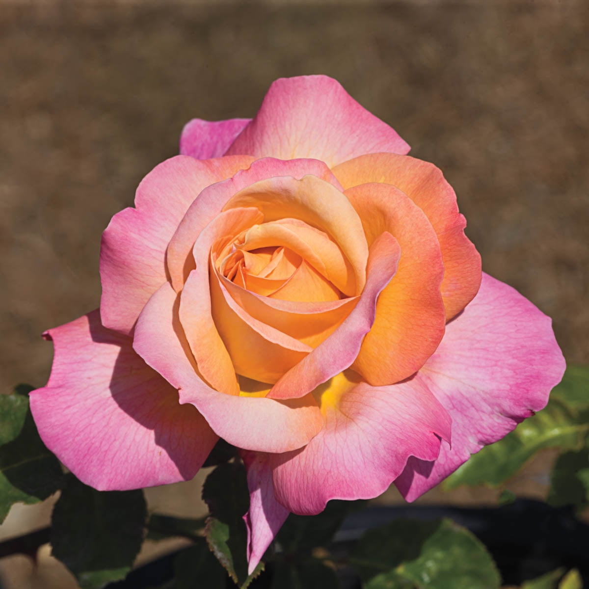 Fragrant Peace Hybrid Tea Rose, Dormant Bare Root Plant for Outside ...