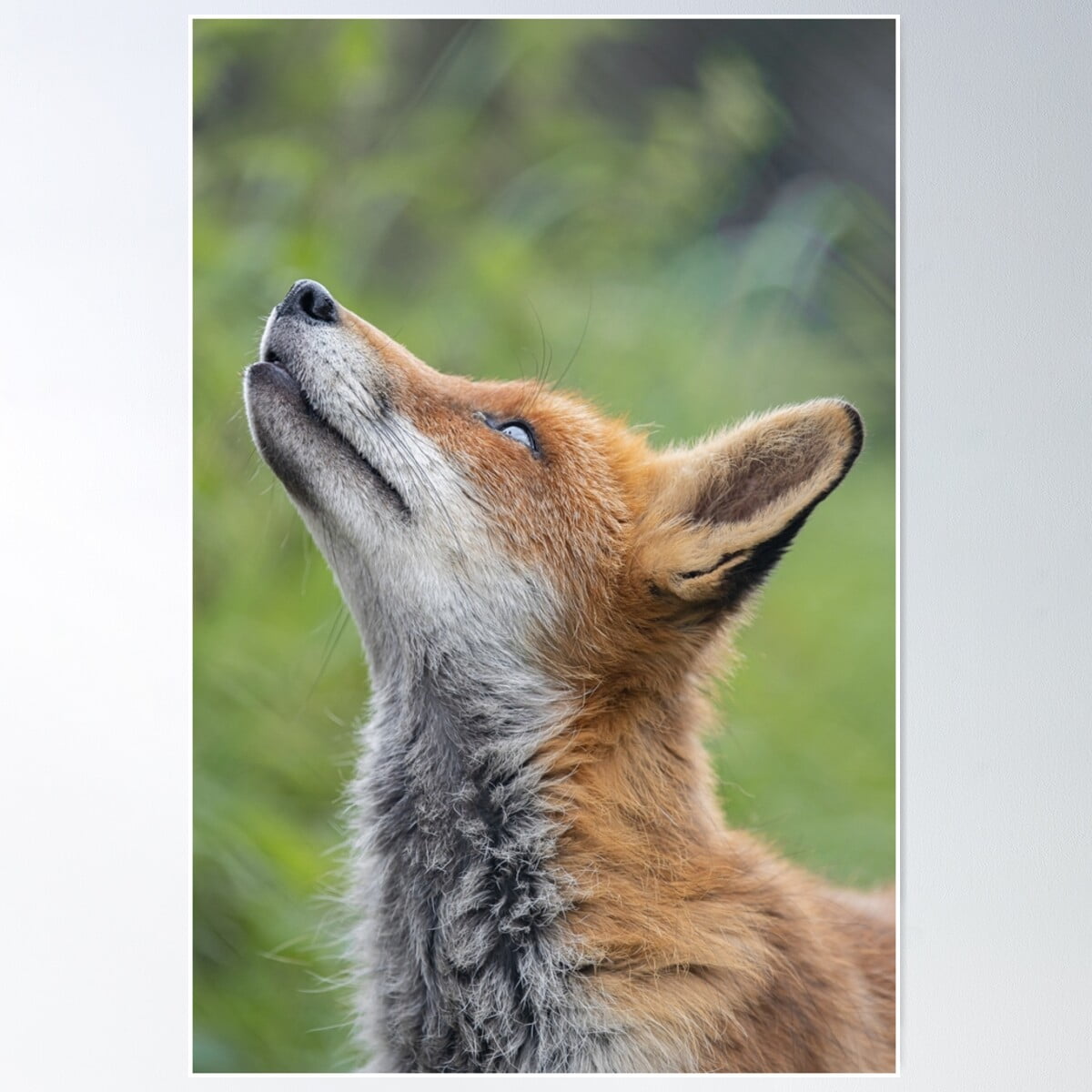 Peaceful Red Fox Poster Wall Art, Modern Wall Decor For Living Room ...