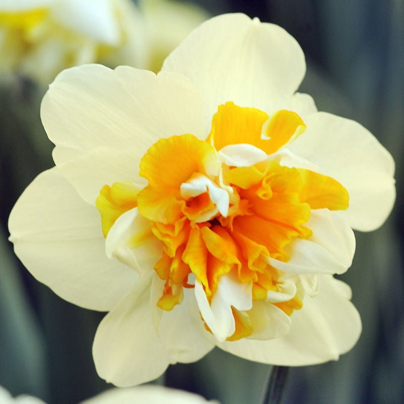 Peach Cobbler Double Daffodil Flower Bulbs - 5 Bulbs per Pack ...