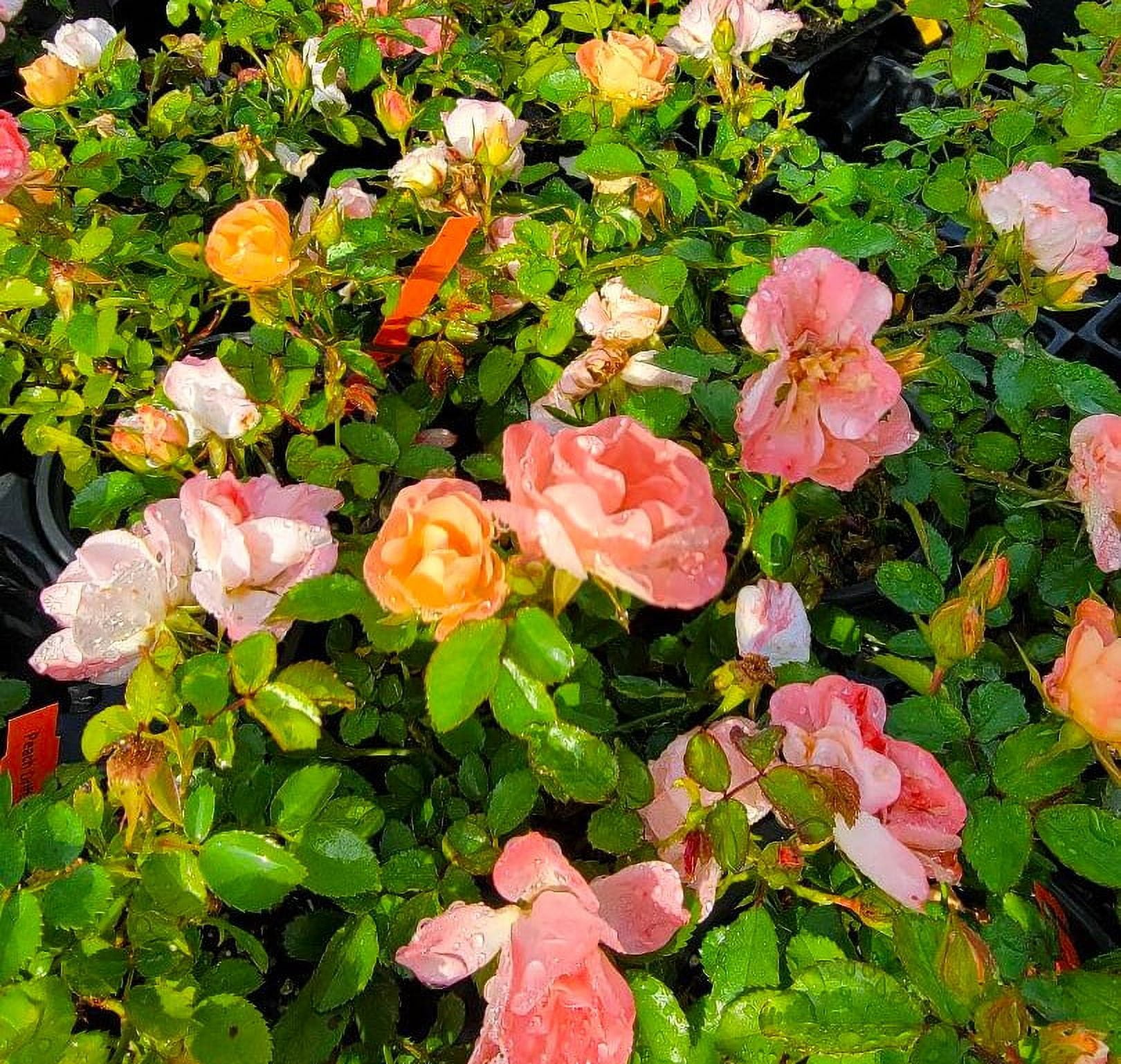 Peach Drift® Groundcover Rose - Live Outdoor Flower Bush, 1 QT Plant ...