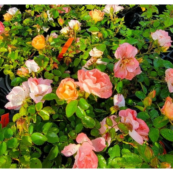 Rose Bushes in Garden Bushes - Walmart.com