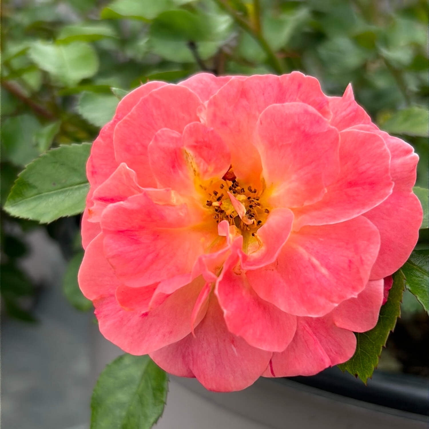 GoBuyPlants - Peach Drift® Rose - 3 Gallon Pot - Walmart.com