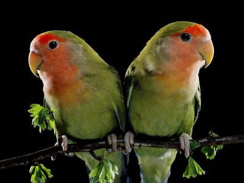 Peach-Faced Lovebirds Two, Animals Figurative Unframed Photographic ...