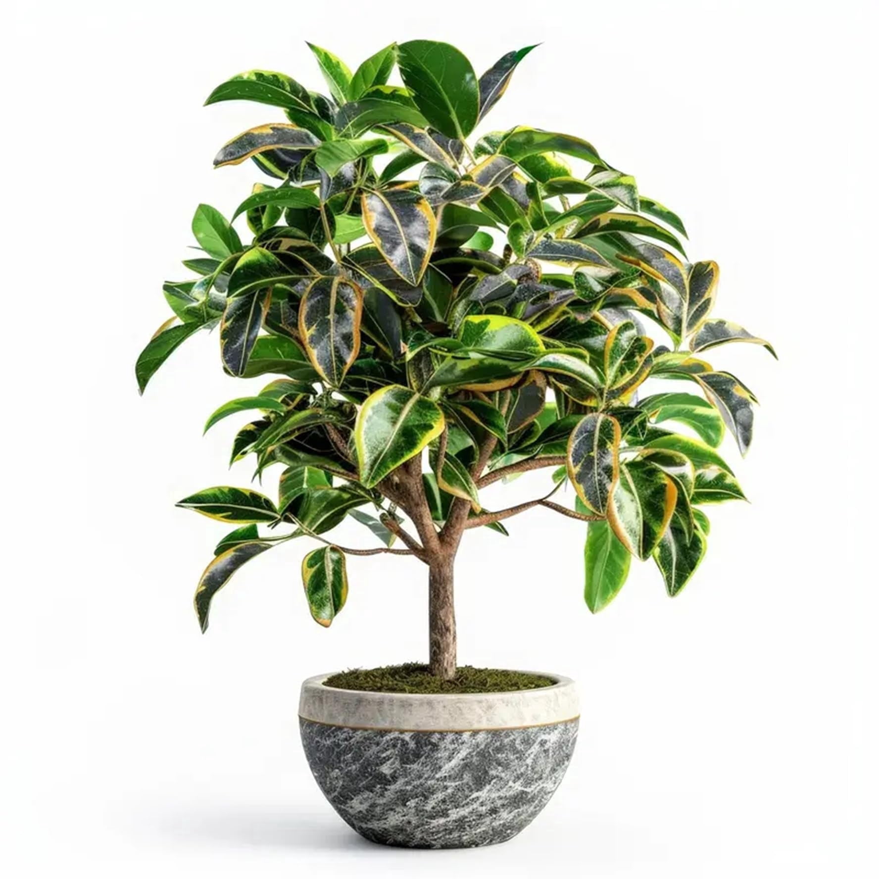 Peach Leaf Willow Bonsai Tree Cutting - Fast Growing - Walmart.com