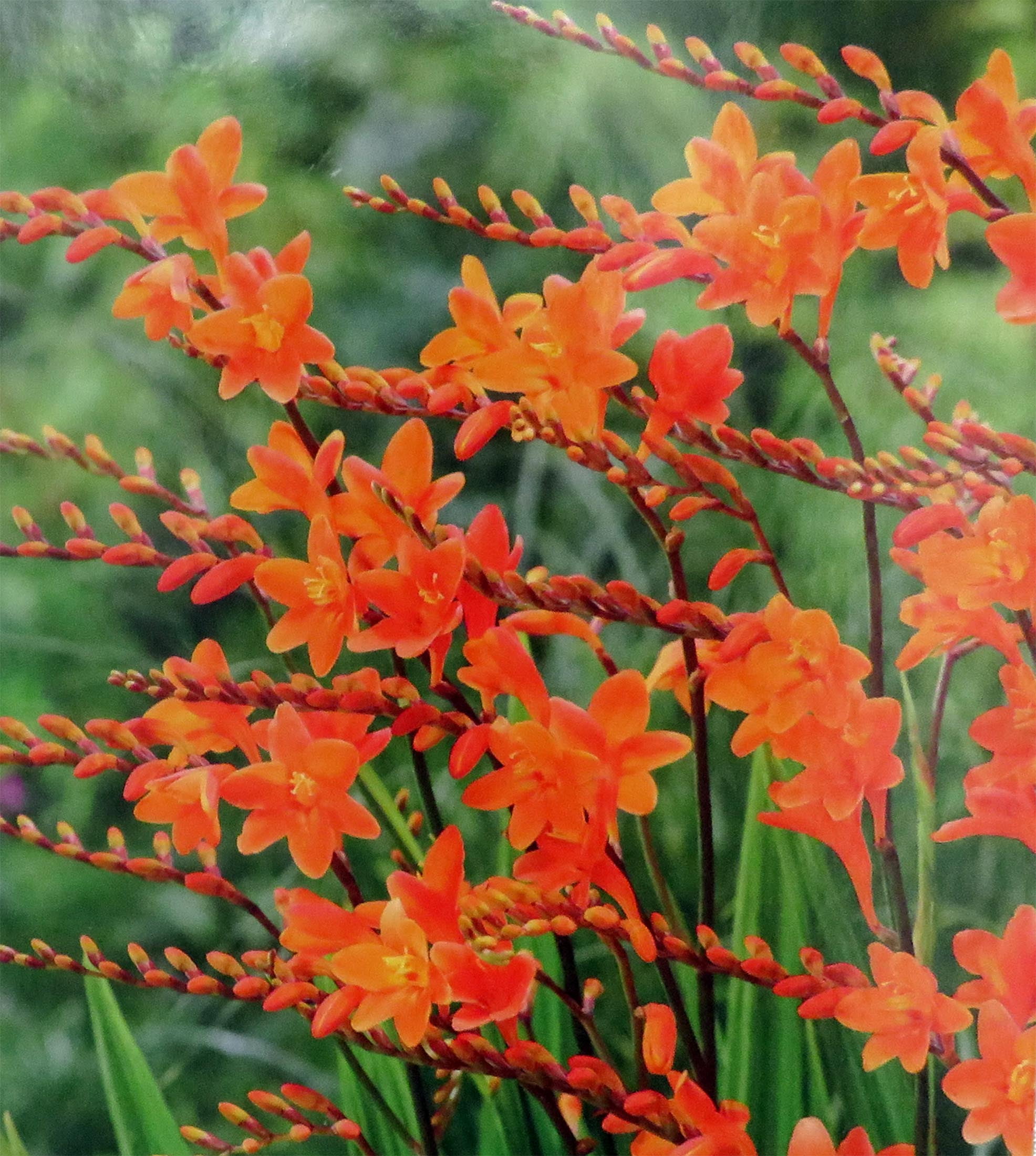 Peach Melba Crocosmia 5 Bulbs - 10/+ cm Bulbs - Very Hardy - Walmart.com