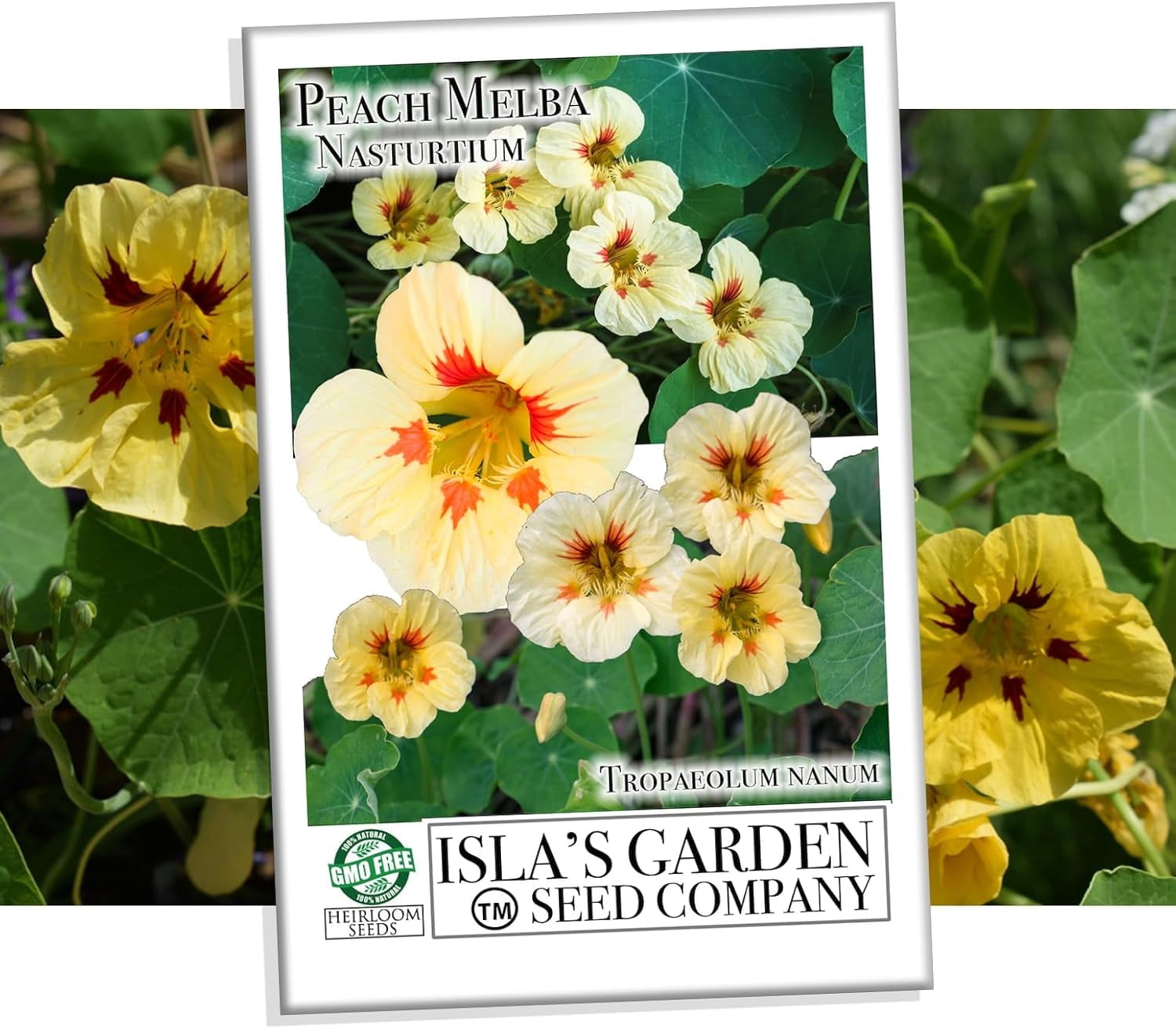 "Peach Melba" Dwarf Nasturtium Seeds for Planting, (Tropaeolum nanum ...
