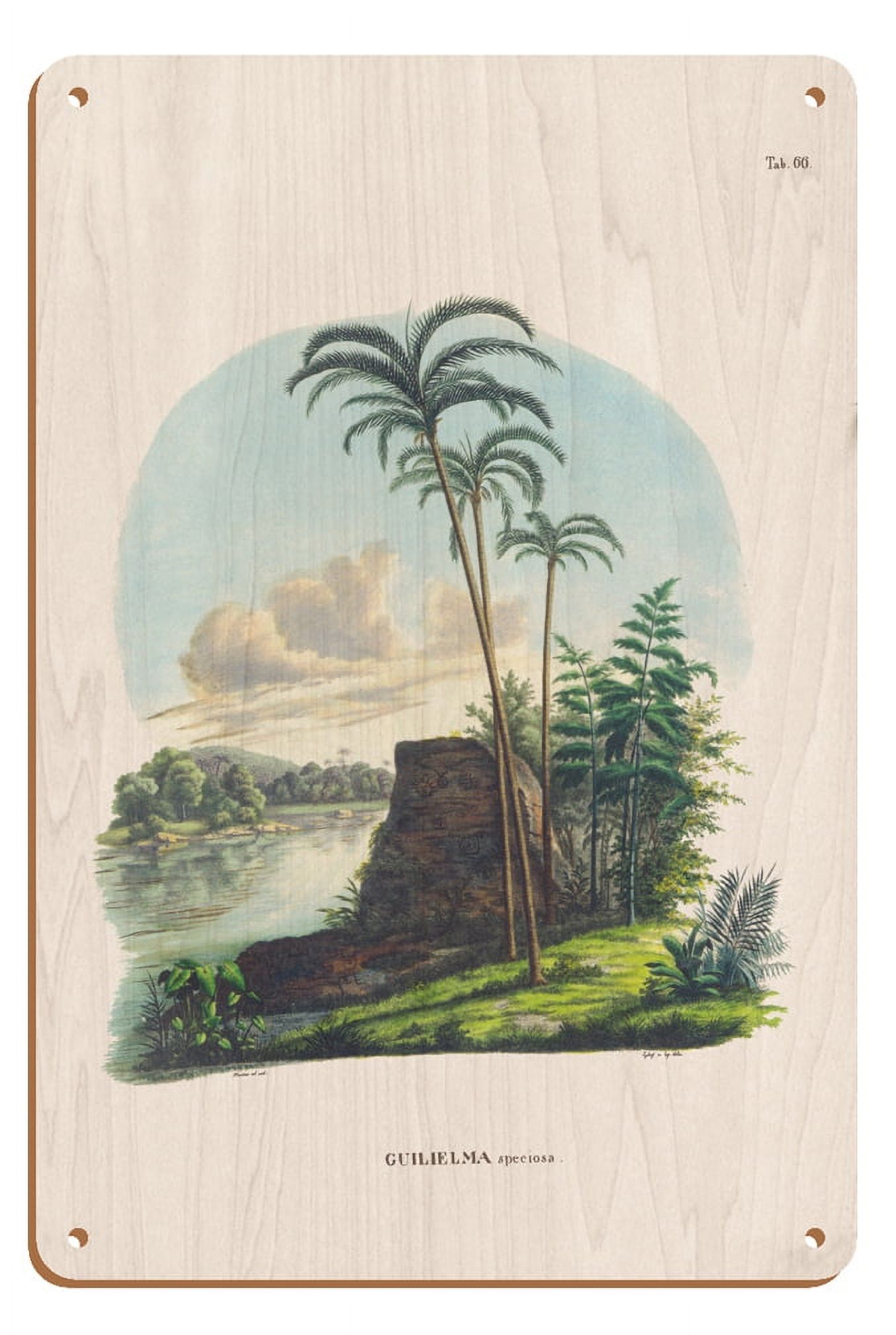 Peach Palm (Bactris Gasipaes) - Rio Japura Brazil - Vintage Botanical ...