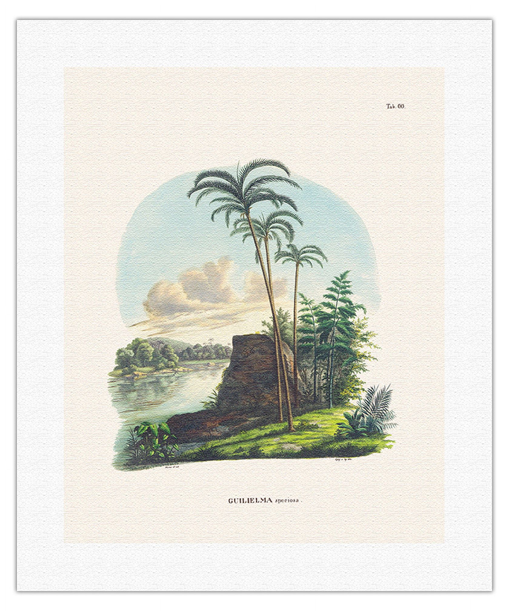 Peach Palm (Bactris Gasipaes) - Rio Japura Brazil - Vintage Botanical ...