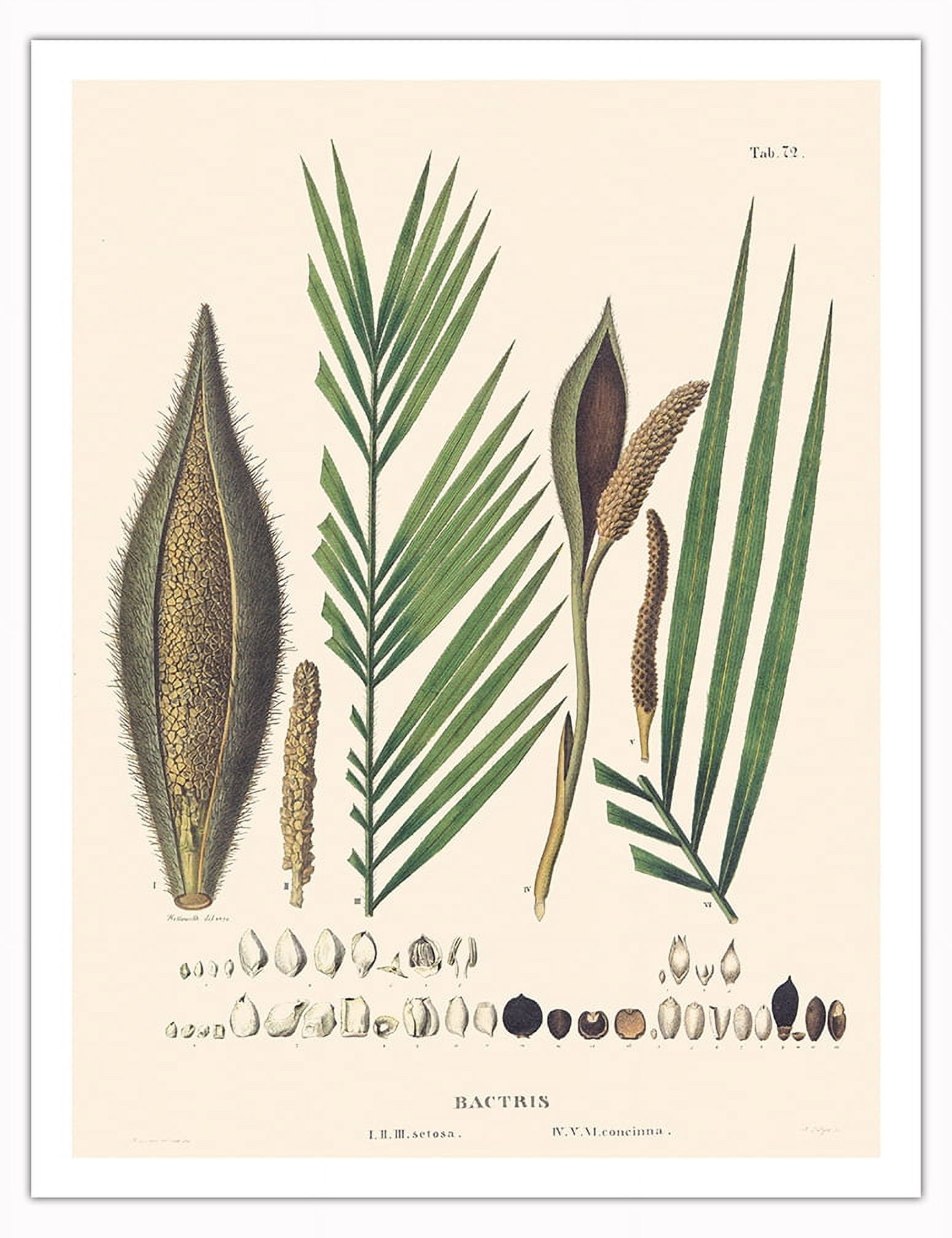 Peach Palm Tree (Bactris) - Vintage Botanical Illustration by Carl ...