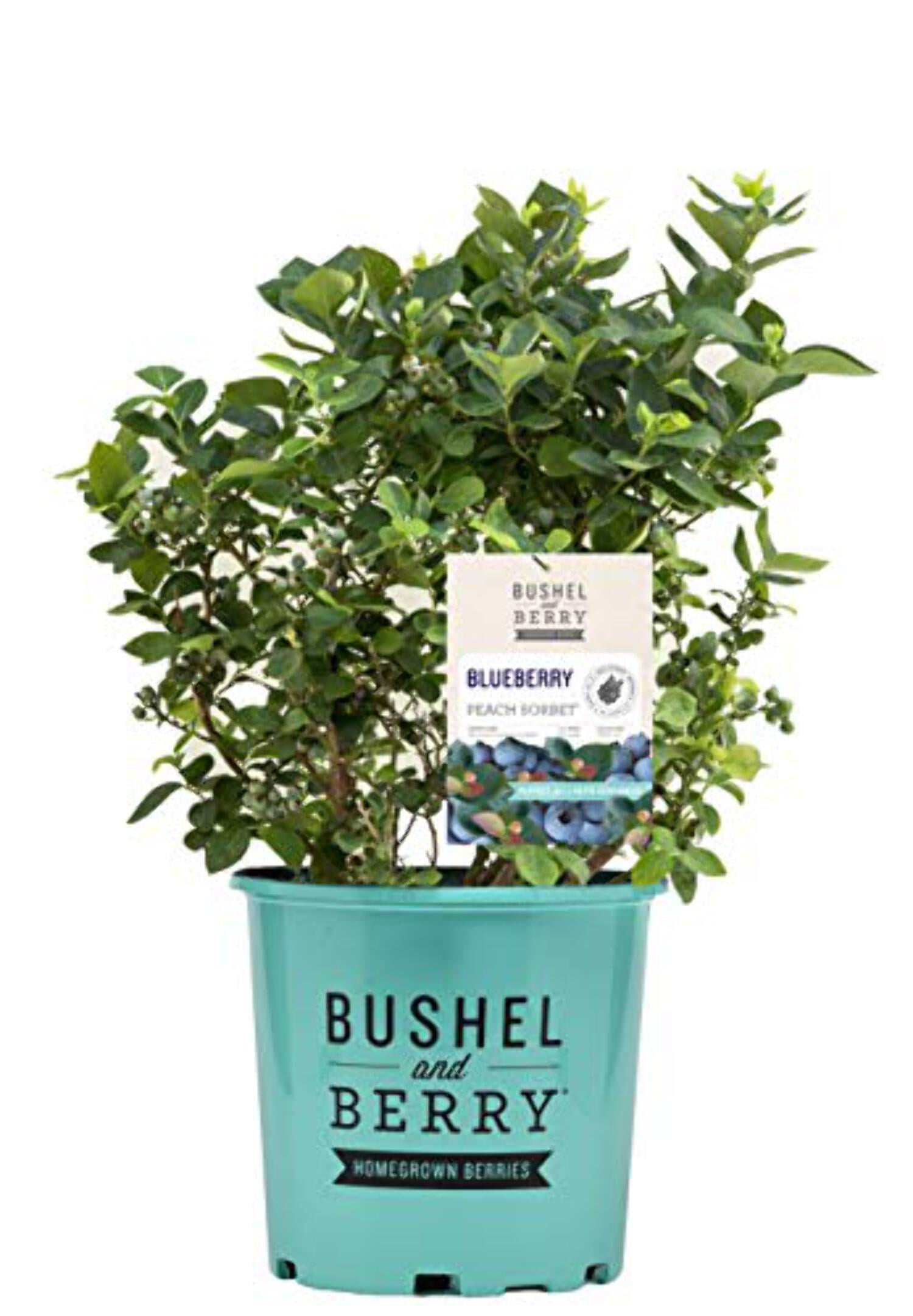 Bushel and Berry® Natural Berry Sorbet - Peach Sorbet® Blueberry Plant ...