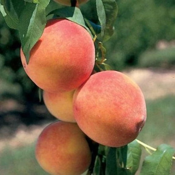 Live 'Red Haven' Peach Tree - Pre Order - Walmart.com