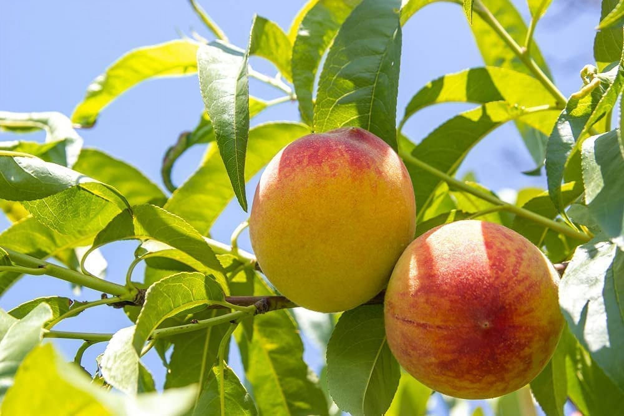 USA-Made Fresh Peach Tree Plant Fruit Seeds (12 Pack) - Fast Growing ...