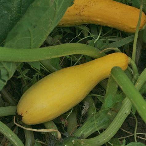 25 Organic Yellow Early Prolific Straightneck Summer Squash Seeds for ...