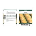 Peaches & Cream Hybrid Corn Garden Seeds - 20 Grams Packet - Non-GMO ...