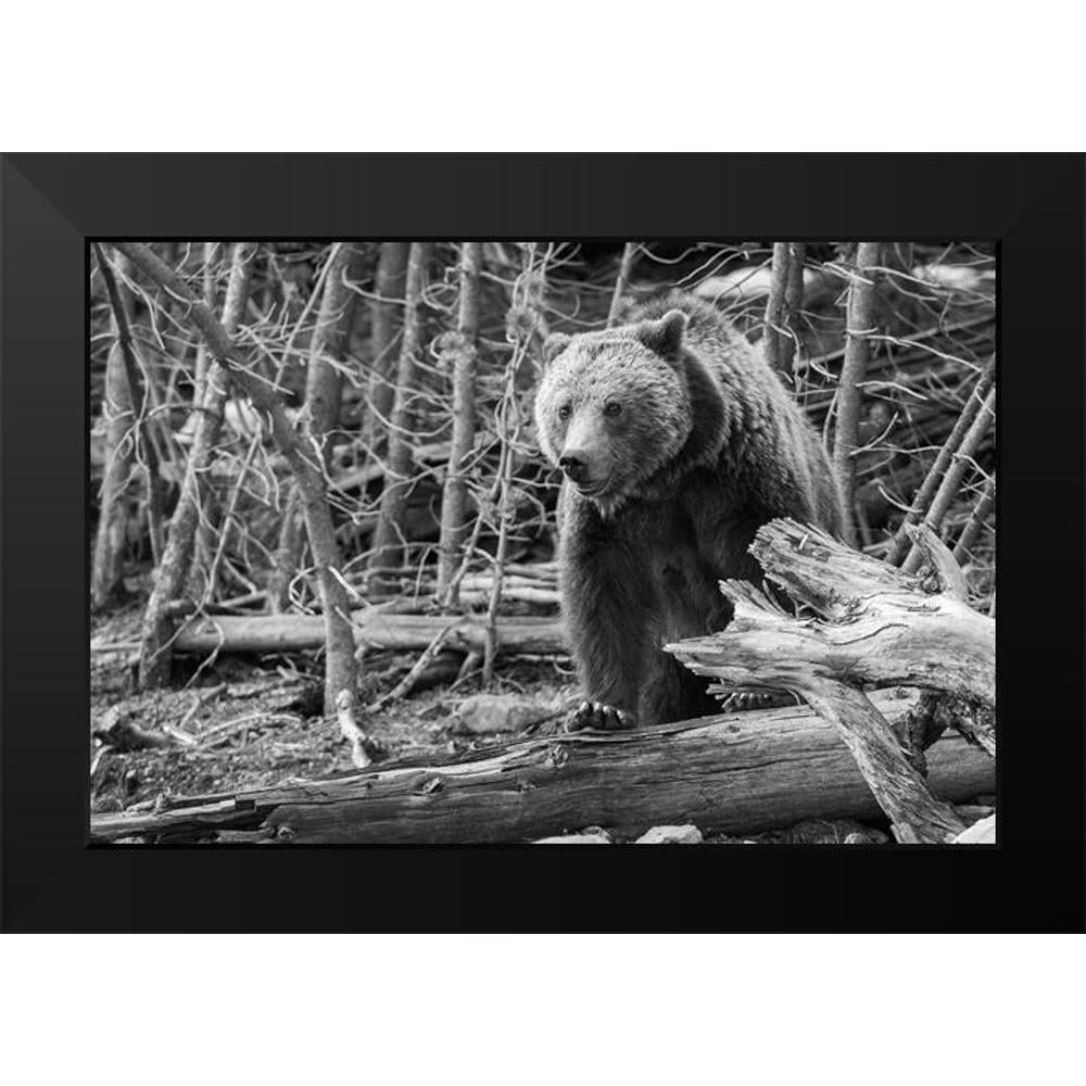 Peaco, Jim 14x11 Black Modern Framed Museum Art Print Titled - Grizzly ...