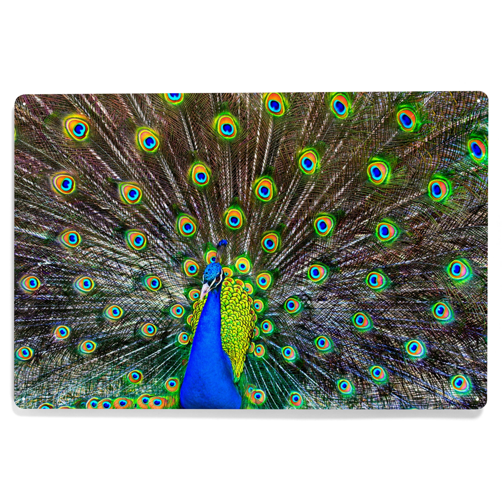 Peacock (12x18 Aluminum Art, Indoor Outdoor Metal Sign Decor) - Walmart.com