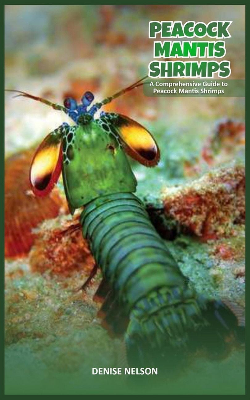 Peacock Mantis Shrimps: A Comprehensive Guide to Peacock Mantis Shrimps ...