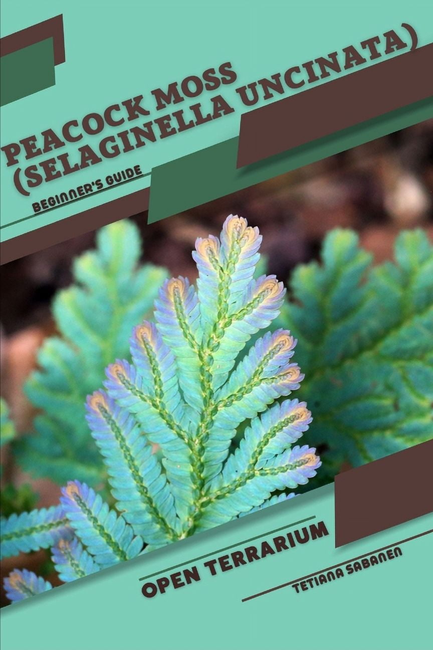 Peacock Moss (Selaginella uncinata): Open terrarium, Beginner's Guide ...