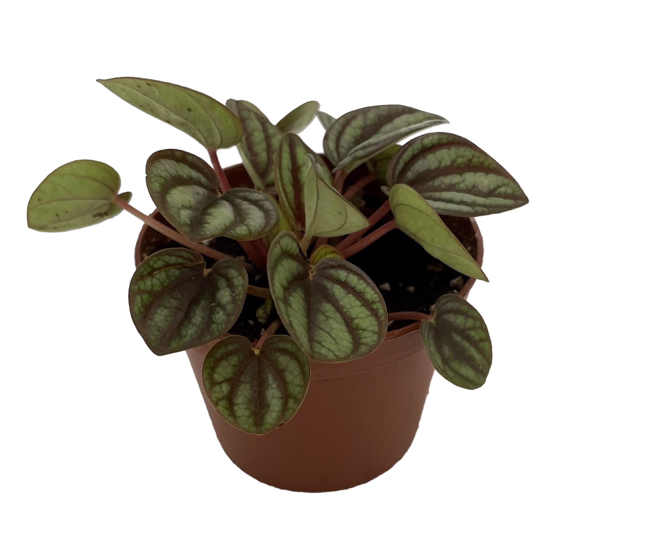 Peacock / Piccolo Banda Peperomia - Peperomia albovittata - 2.5" Pot ...