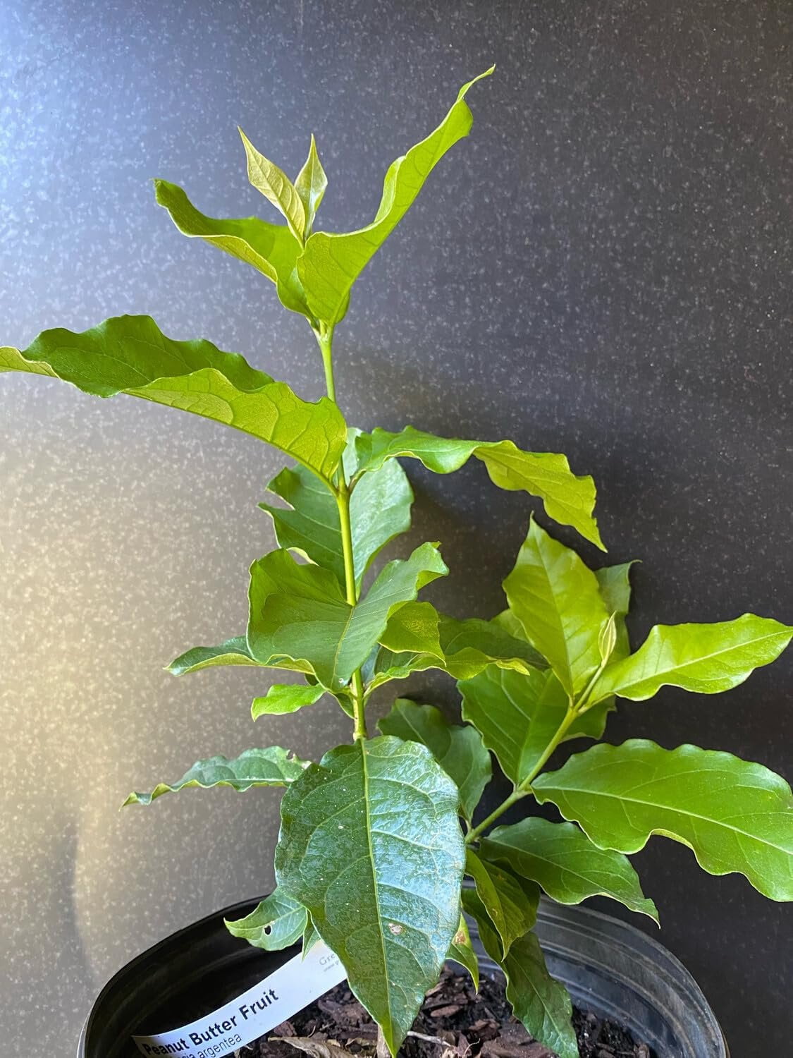 Peanut Butter Tree - Live Plant in a 4 Inch Growers Pot - Bunchosia ...