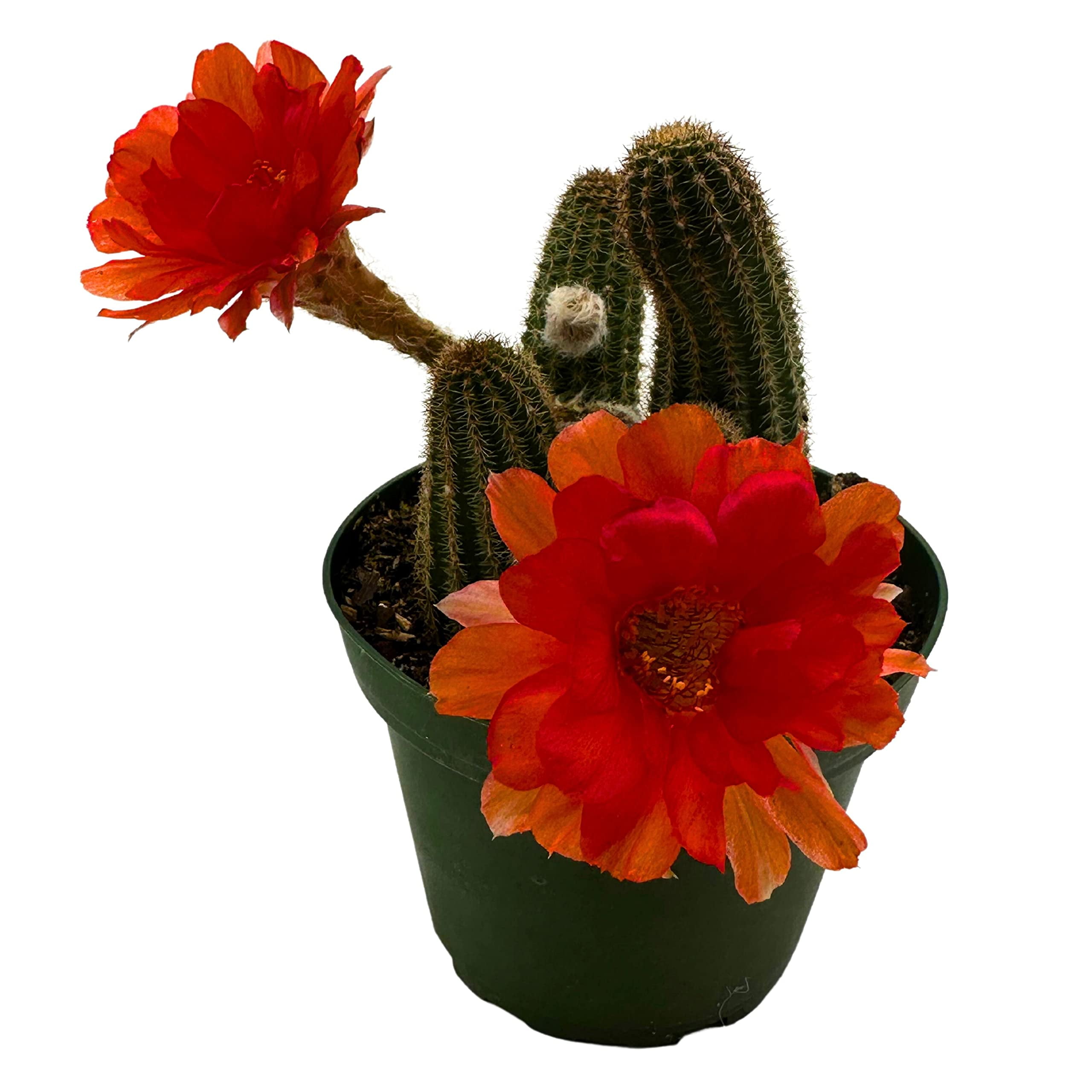 Peanut Cactus, Echinopsis chamaecereus, Beautiful Healthy Well Rooted ...