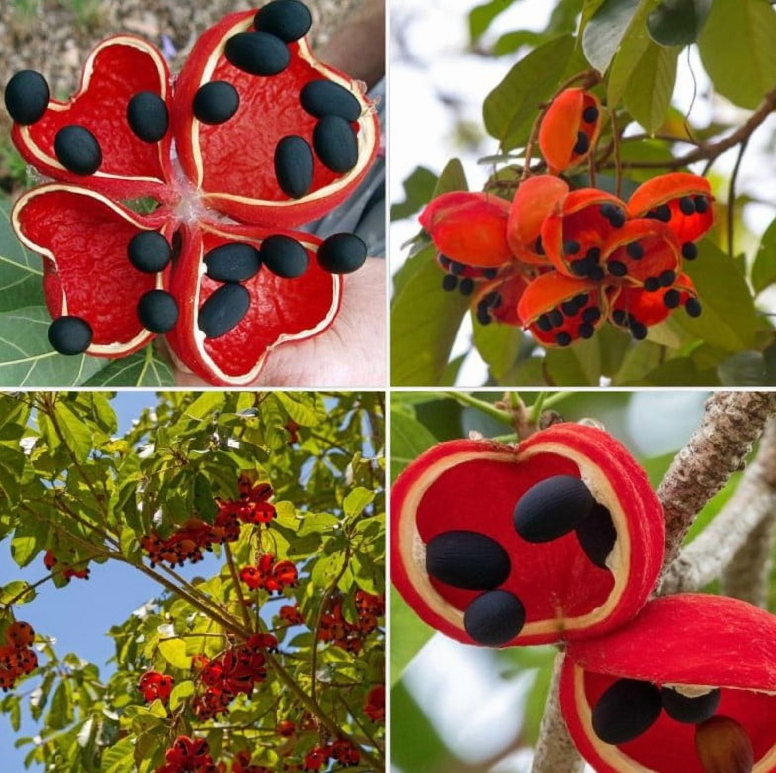 Peanut Tree Plant 4-7" Tall for Planting, Peanut Butter Fruit Tree ...