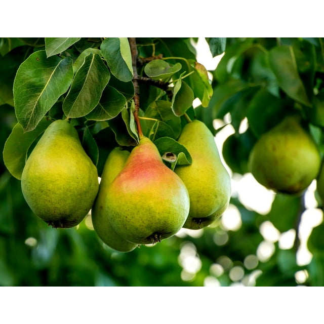 Pear Tree Seeds -20 Seeds - Grow Fresh Pears - Made in USA. Ships from ...