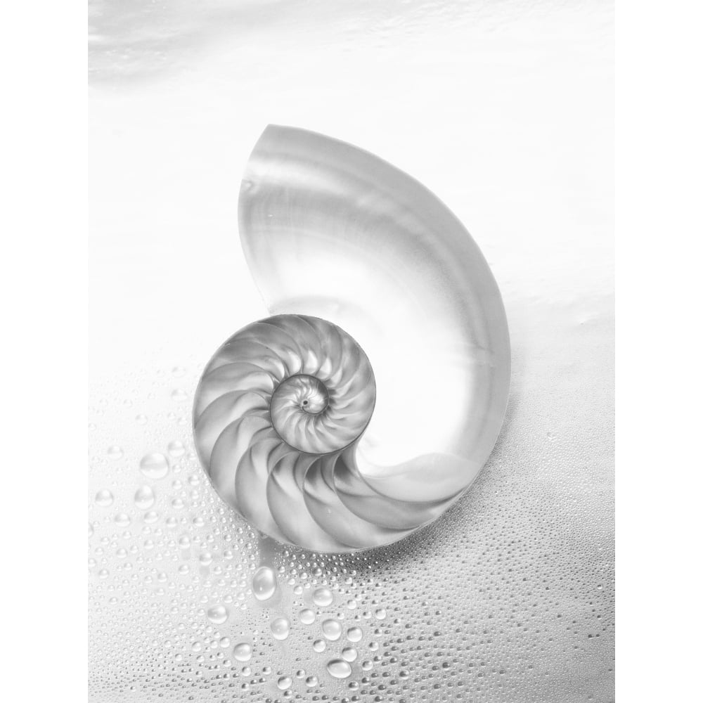 Pearl Nautilus Shell Cut In Half Showing Chambers . Poster Print ...
