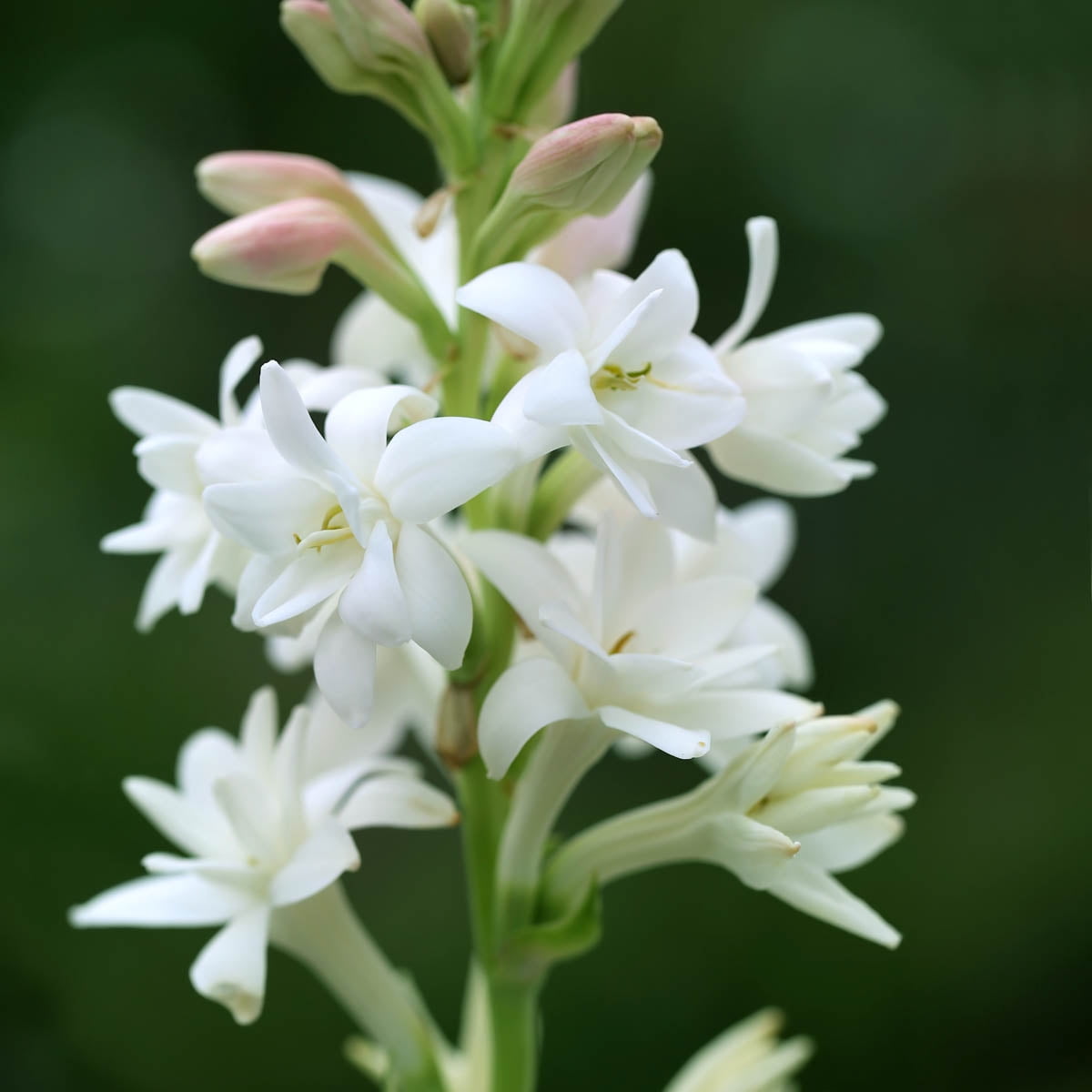 Tuberose Bulb