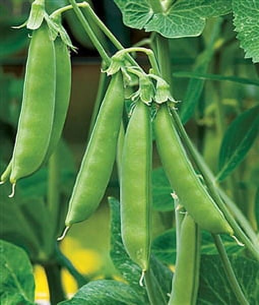 Peas Sugar Snap Seed - 1 Packet - Walmart.com