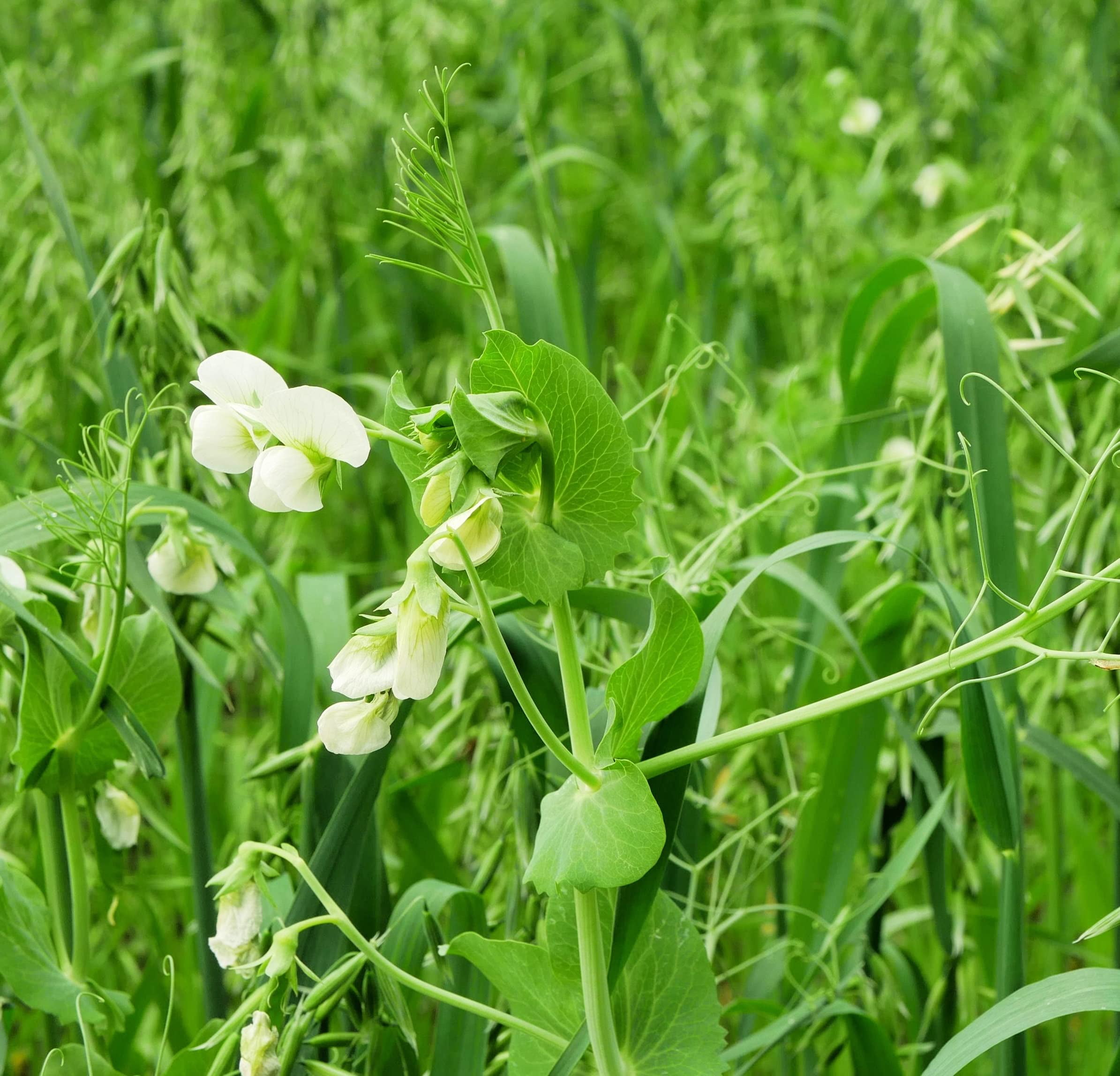 Peas and Oats Cover Crop Seeds - Fast Growing, Use in Spring or Fall (1 ...